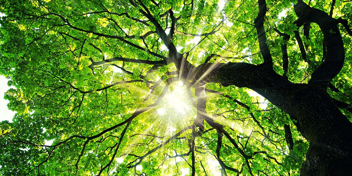 Talking Trees and Techno-Realism ...