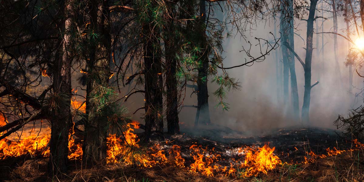 Wildfires Make Indoor Air Quality a Top Priority for Homeowners ...