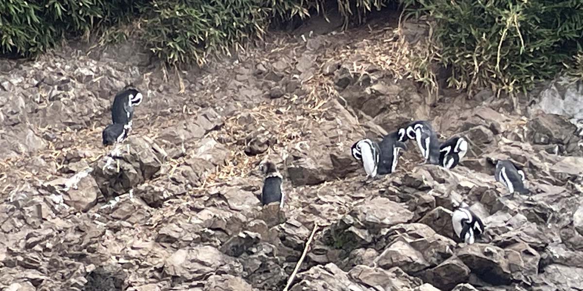 Embracing Simplicity ...